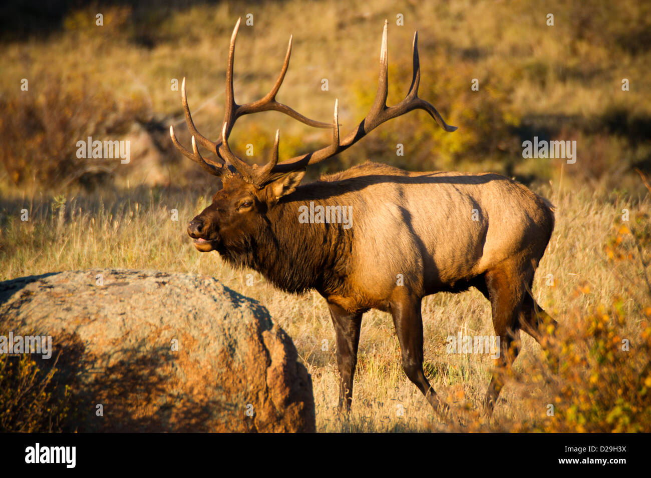 A bull Elk watches over his harem in the sunlight of golden hour during ...