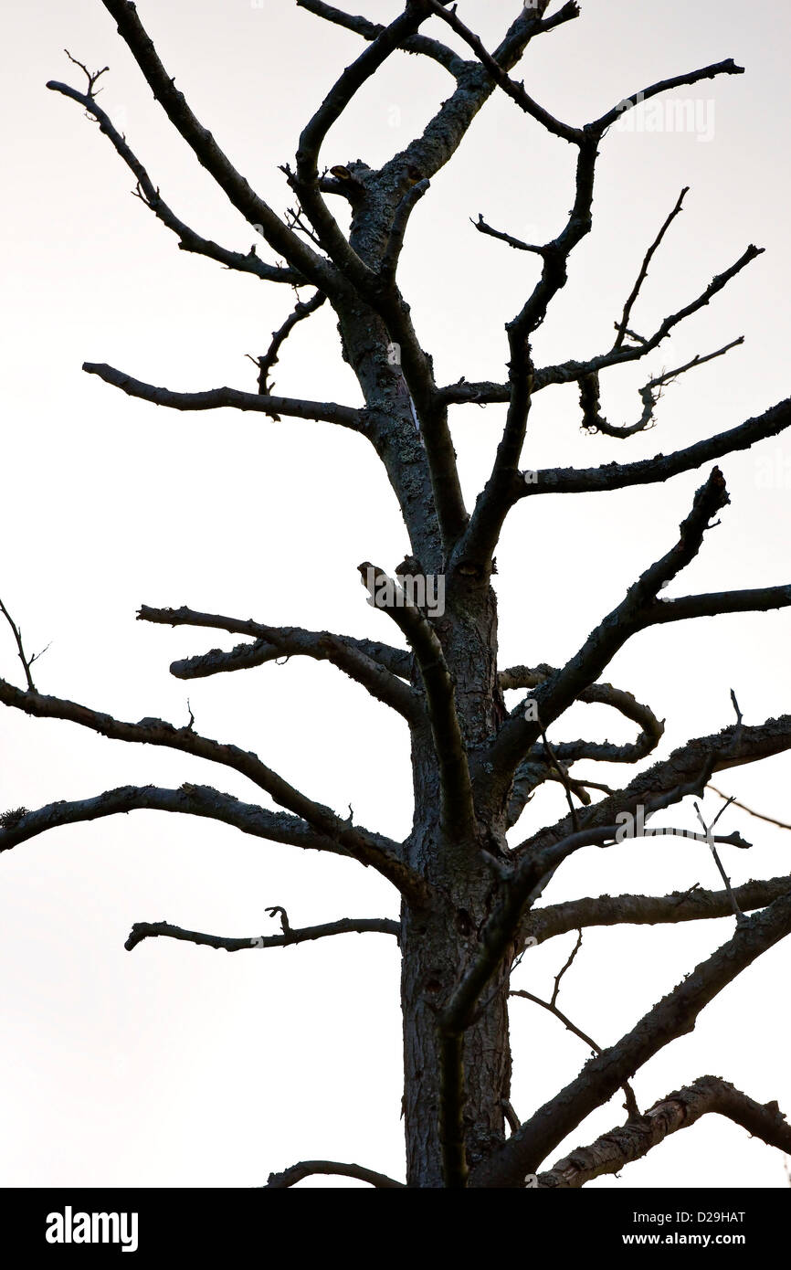 Top of a dead tree Stock Photo - Alamy