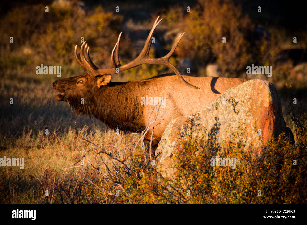 Bull elk bugle hi-res stock photography and images - Alamy