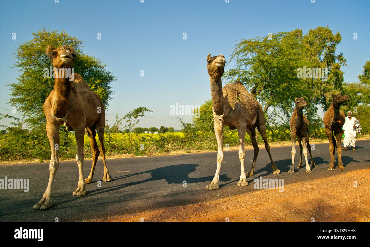 Camel driver standing with camels hi-res stock photography and images ...