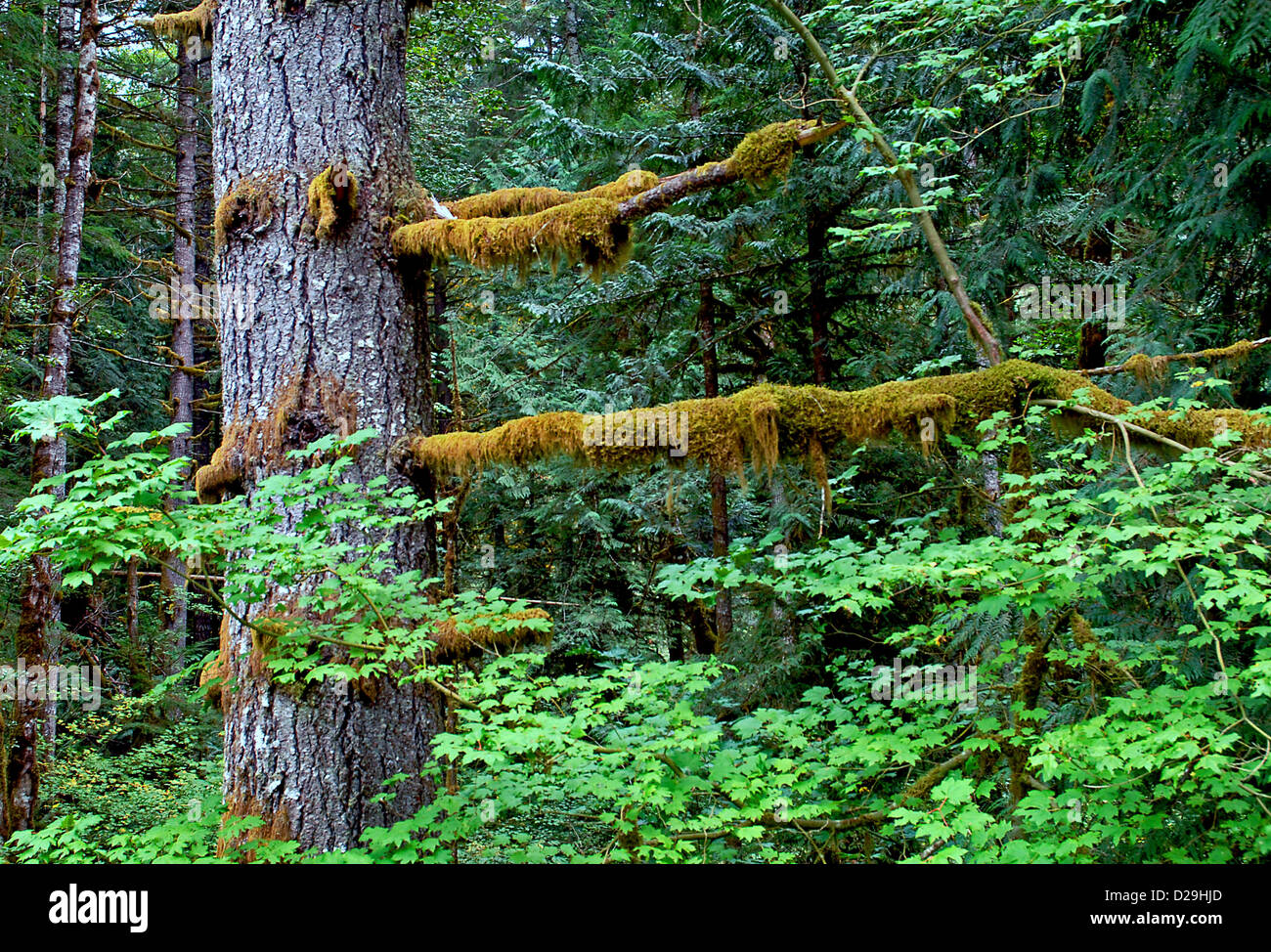 Interior forest hi-res stock photography and images - Alamy