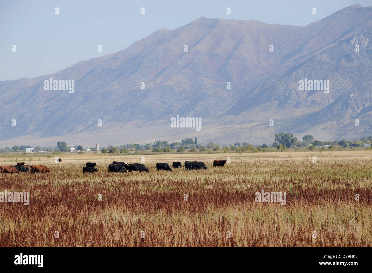 Cattle In Field, Utah Stock Photo - Alamy