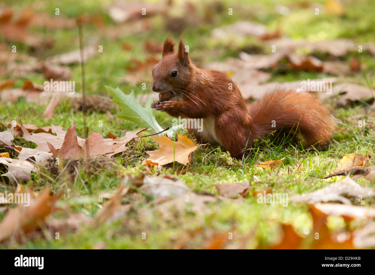 Squirrel autumn tree sunset hi-res stock photography and images - Alamy
