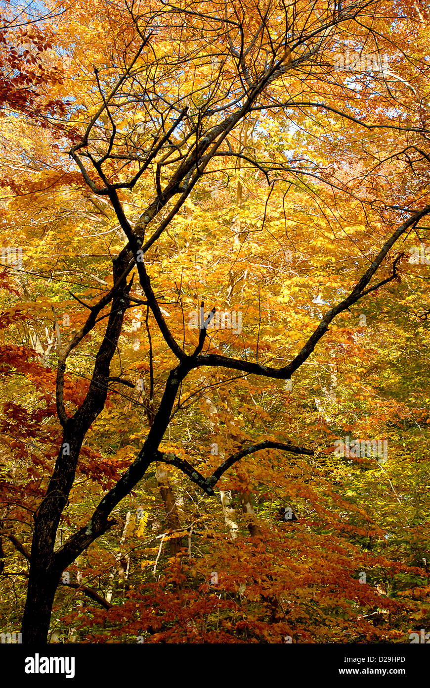 Fall tree silhouette hi-res stock photography and images - Alamy