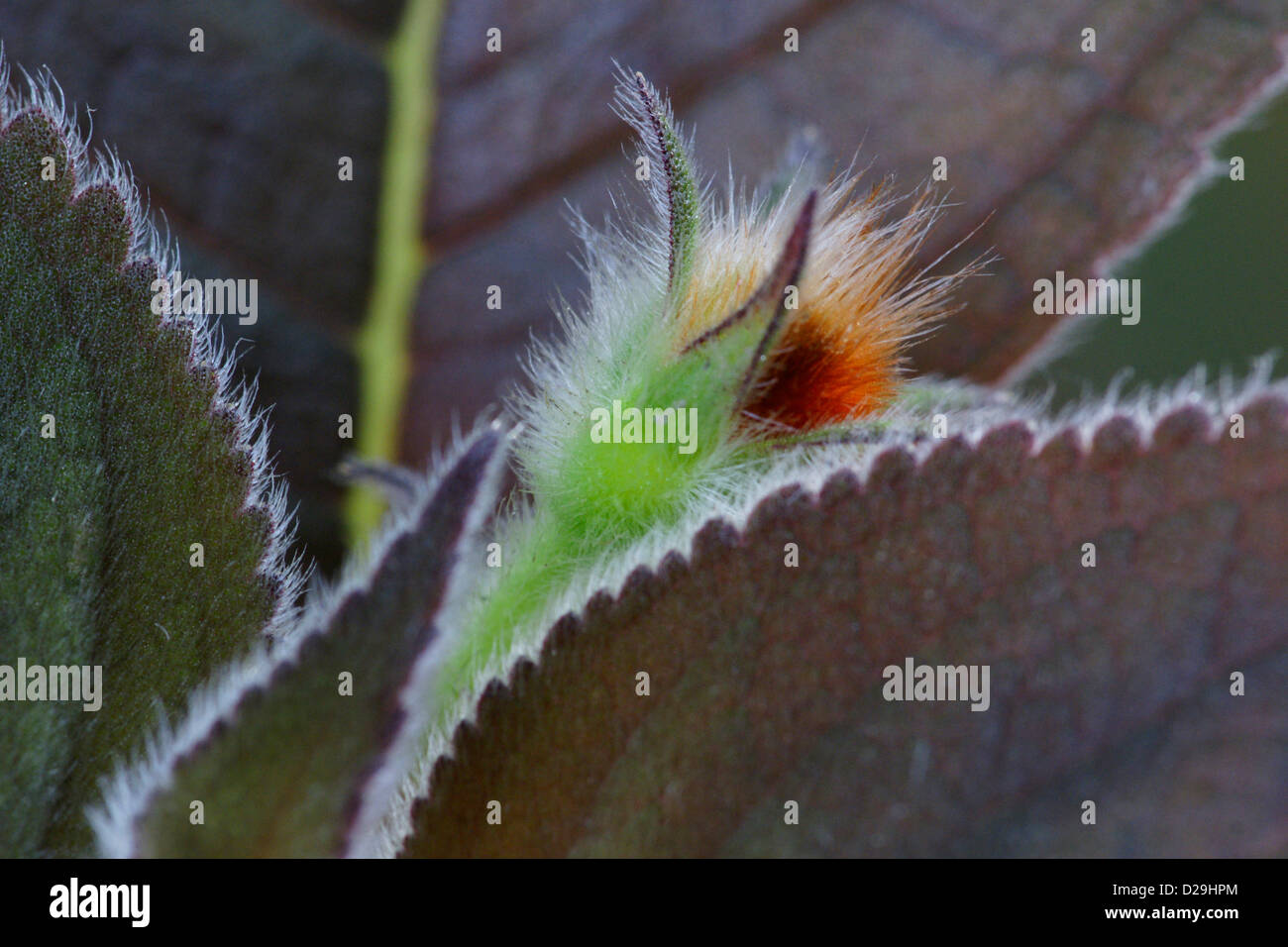 Hairy plants hi-res stock photography and images - Alamy