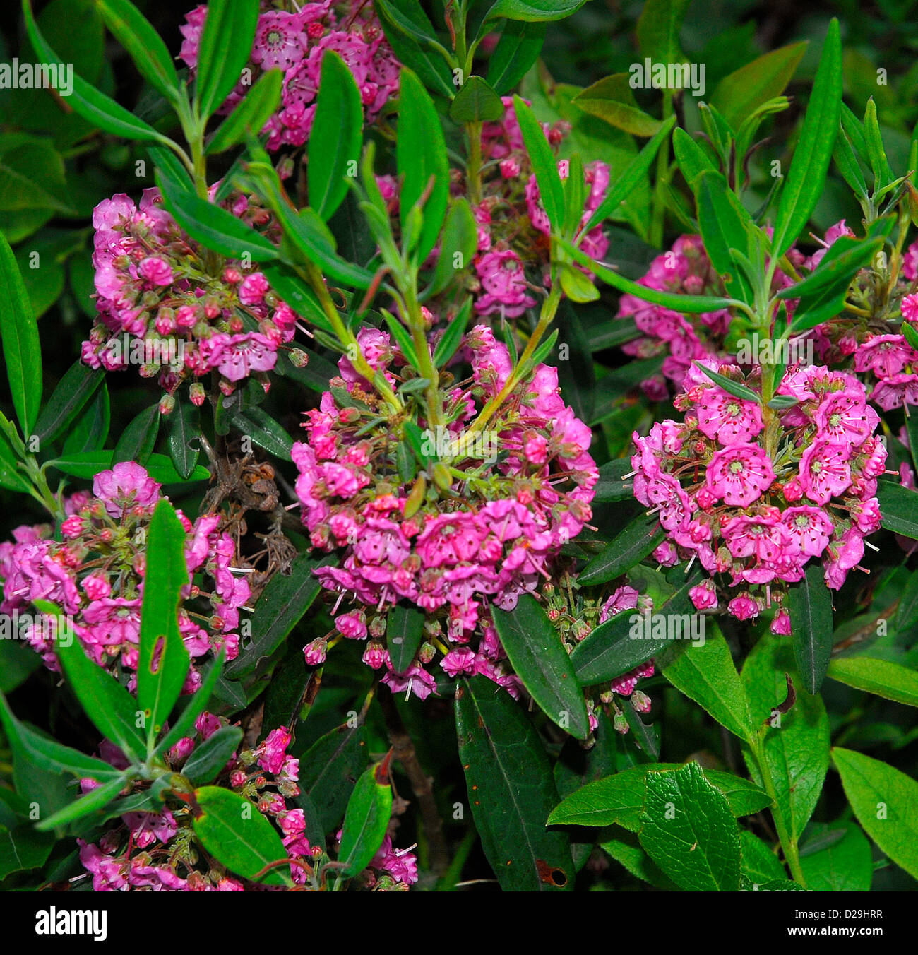 Pennsylvania state flower hi-res stock photography and images - Alamy