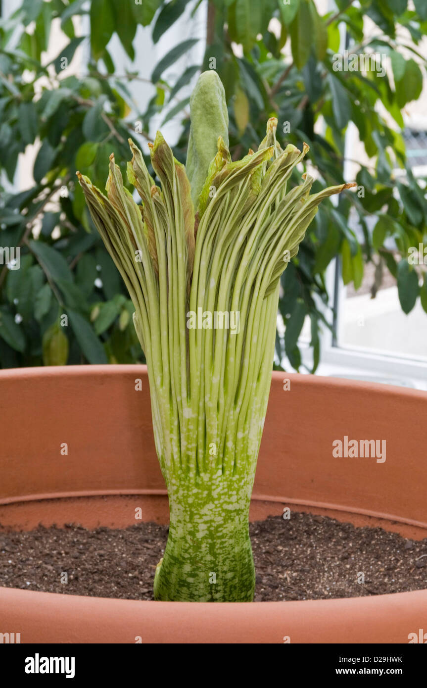 Corpse flower bloom hi-res stock photography and images - Alamy