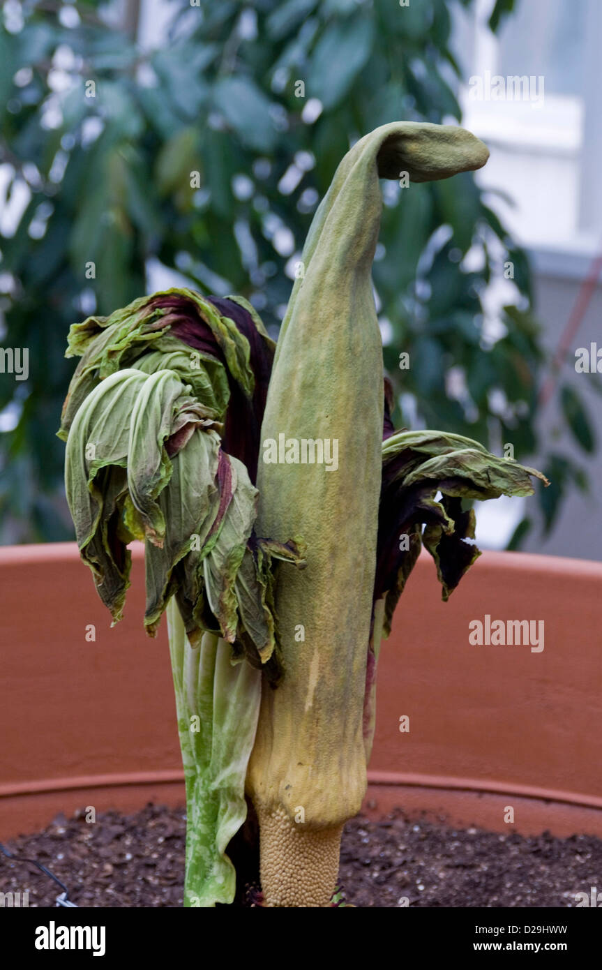 Corpse flower bloom hi-res stock photography and images - Alamy