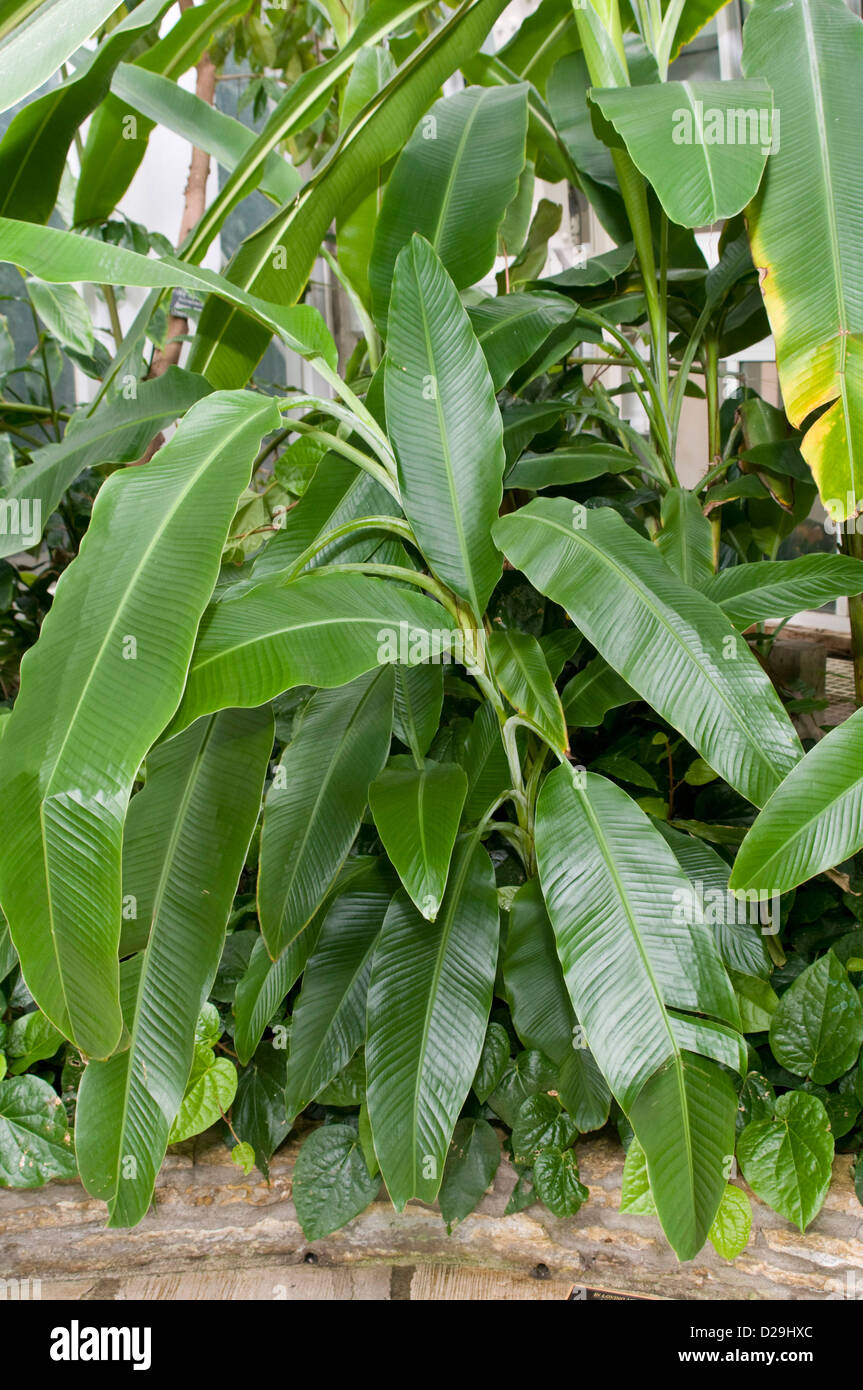 Hemp plant hi-res stock photography and images - Alamy