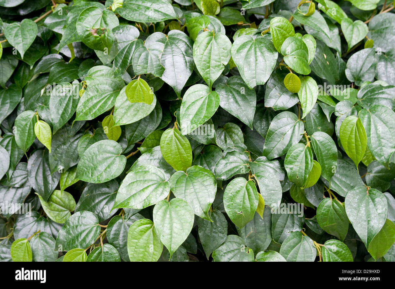 Pepper black plant botanical hi-res stock photography and images - Alamy