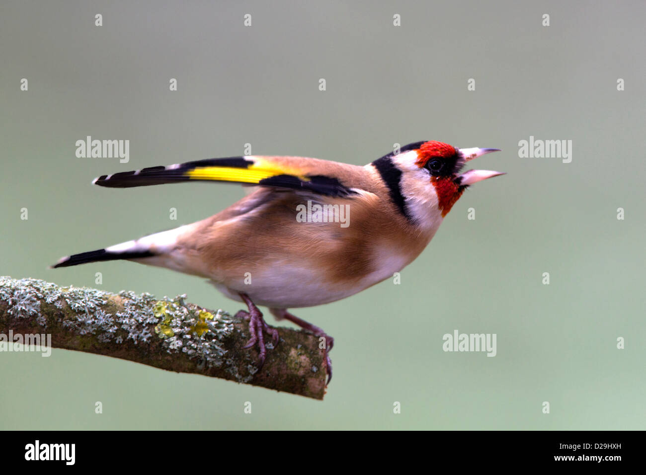 Goldfinch england hi-res stock photography and images - Alamy