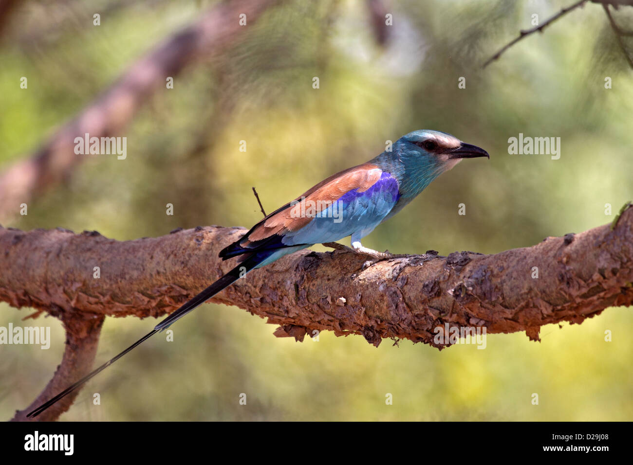 Abyssinian roller in The Gambia Stock Photo - Alamy