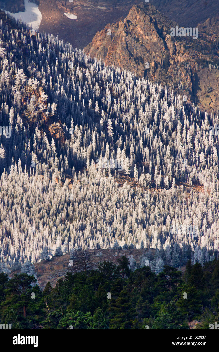 Mountain Pine trees stand frozen from fresh snow and frost in Rocky ...
