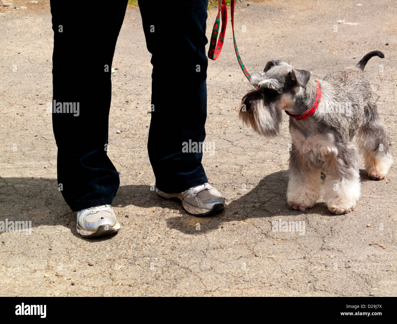 Small pedigree pet dog with red lead standing below the legs of its ...