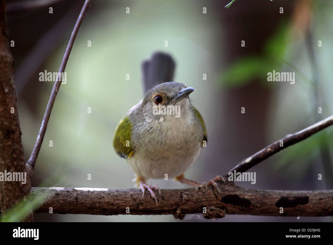 Camaroptera hi-res stock photography and images - Alamy