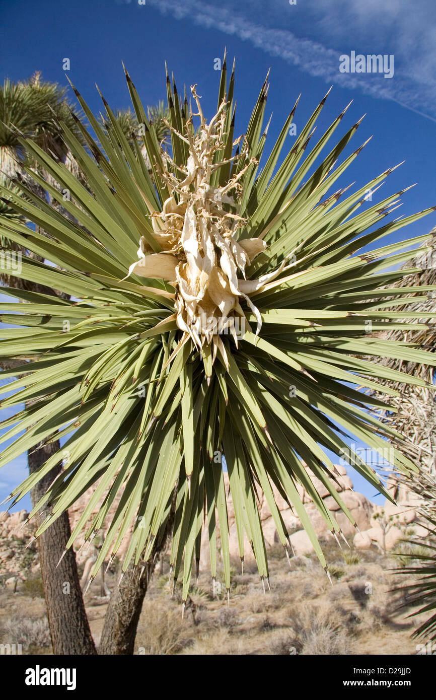 Joshua bloom hi-res stock photography and images - Alamy