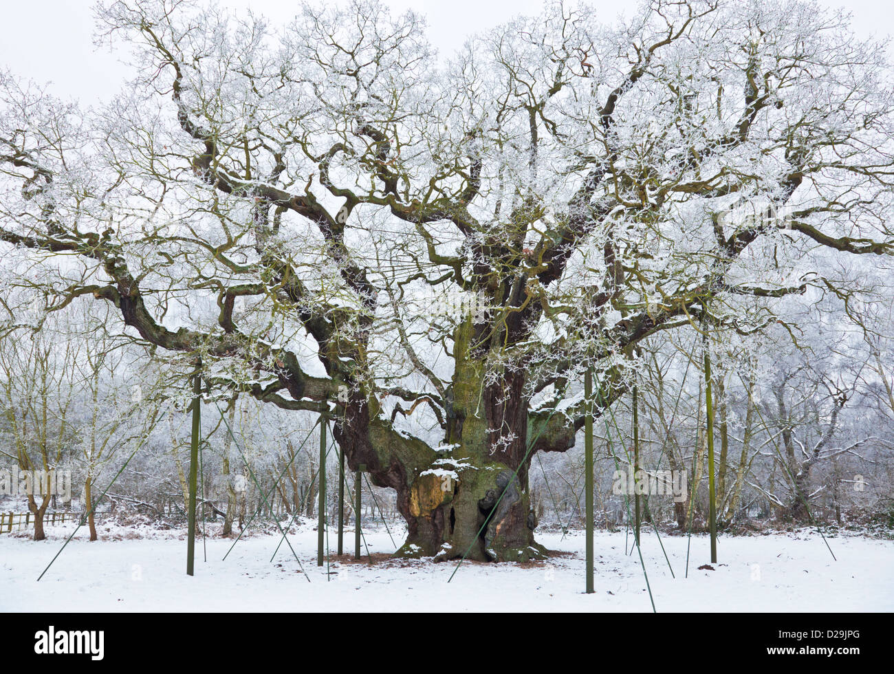 Major oak sherwood hi-res stock photography and images - Alamy