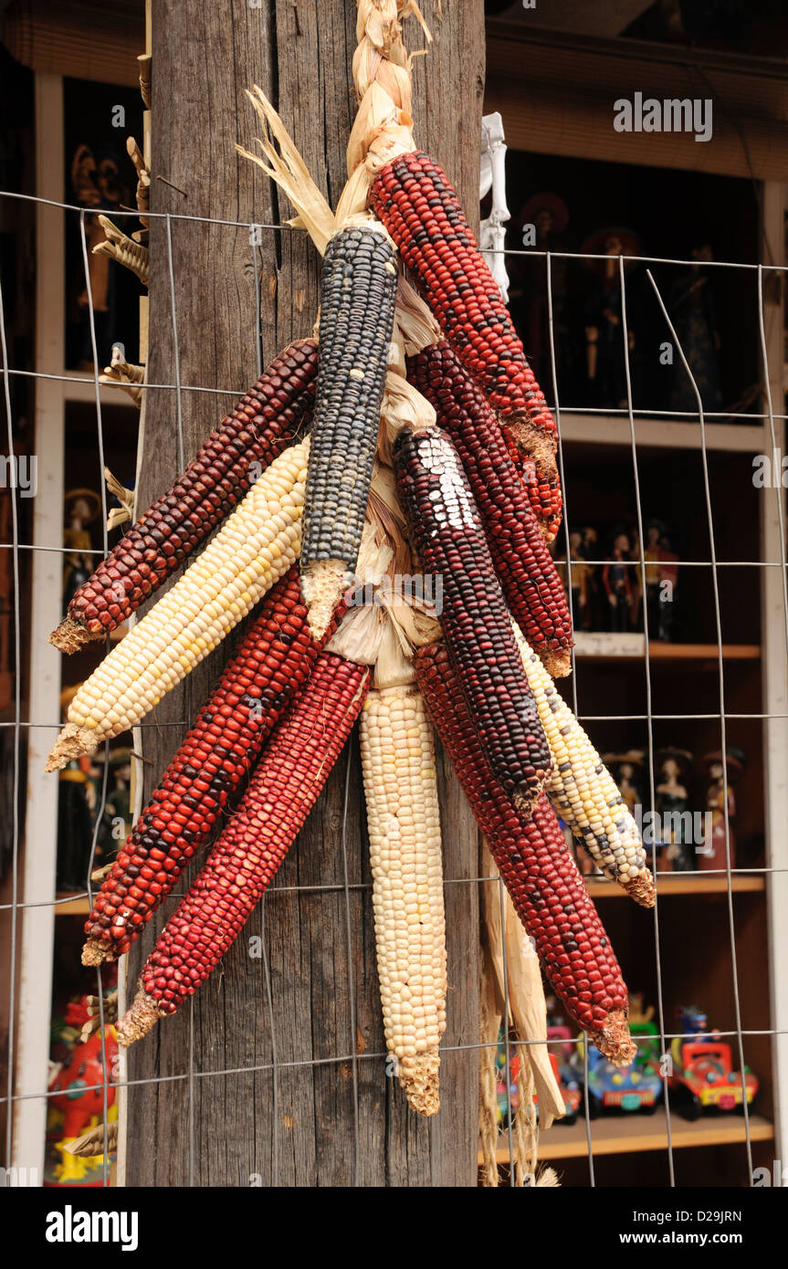 New corn hi-res stock photography and images - Alamy