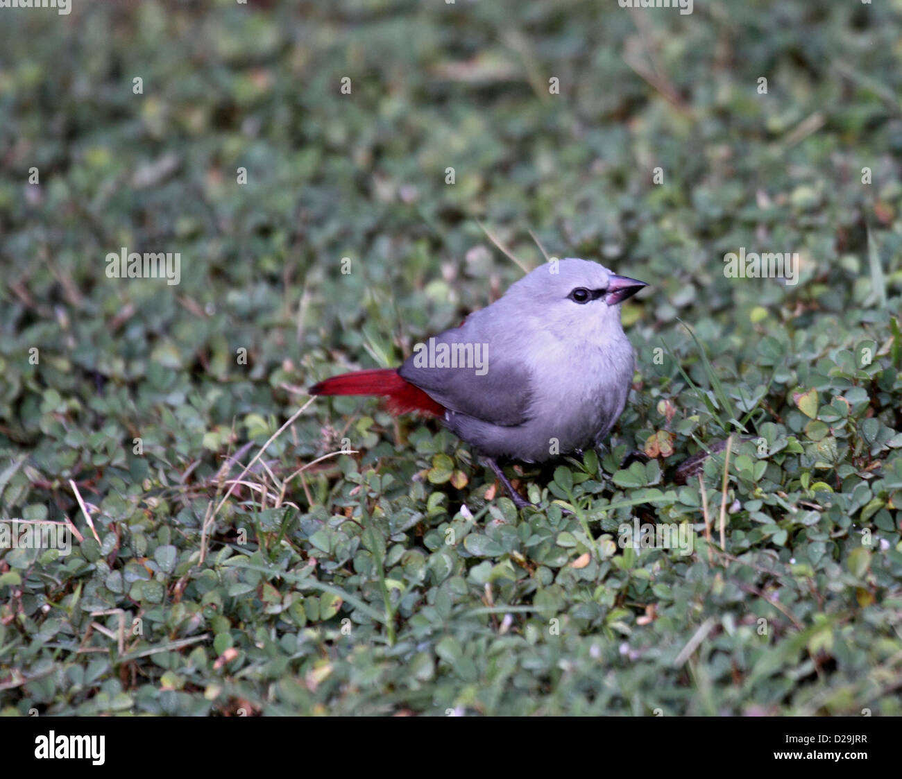 Lavender waxbill in The Gambia Stock Photo - Alamy