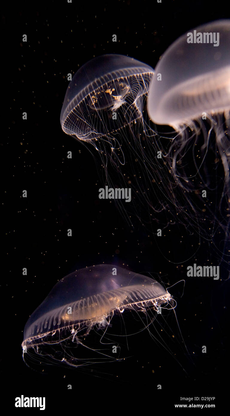 It's raining Jellyfish Stock Photo - Alamy
