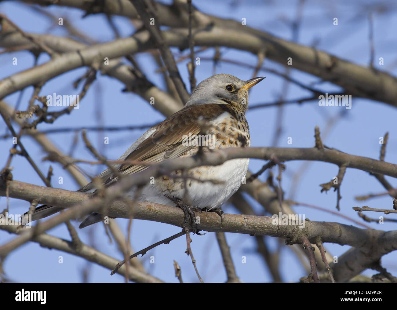 Fieldfare Thrush (Turdus pilaris) sitting on a tree branch Stock Photo ...