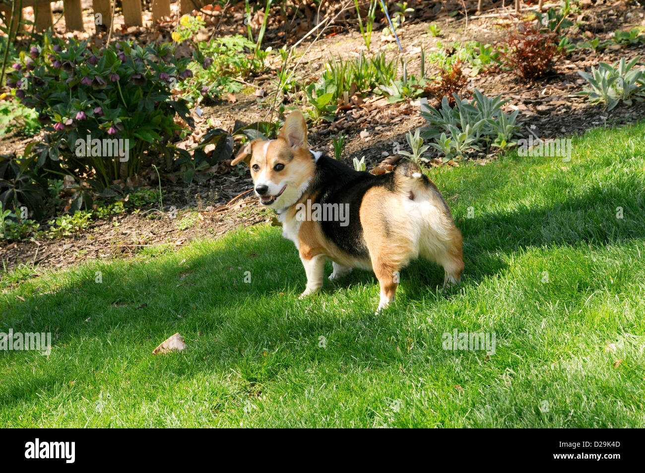 White corgi hi-res stock photography and images - Alamy