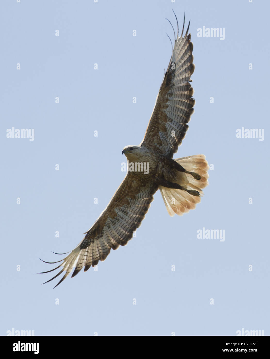 Yellow legged hawk hi-res stock photography and images - Alamy