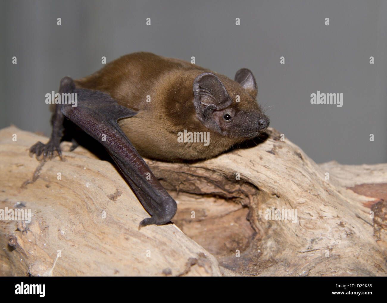 Redhead noctule which sits on a tree branch in the afternoon Stock ...