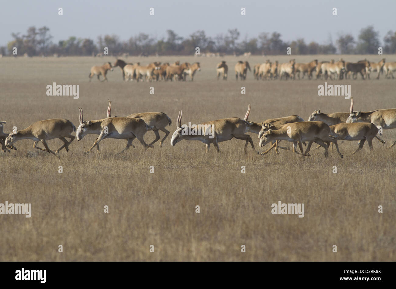 Saiga antelope hi-res stock photography and images - Alamy