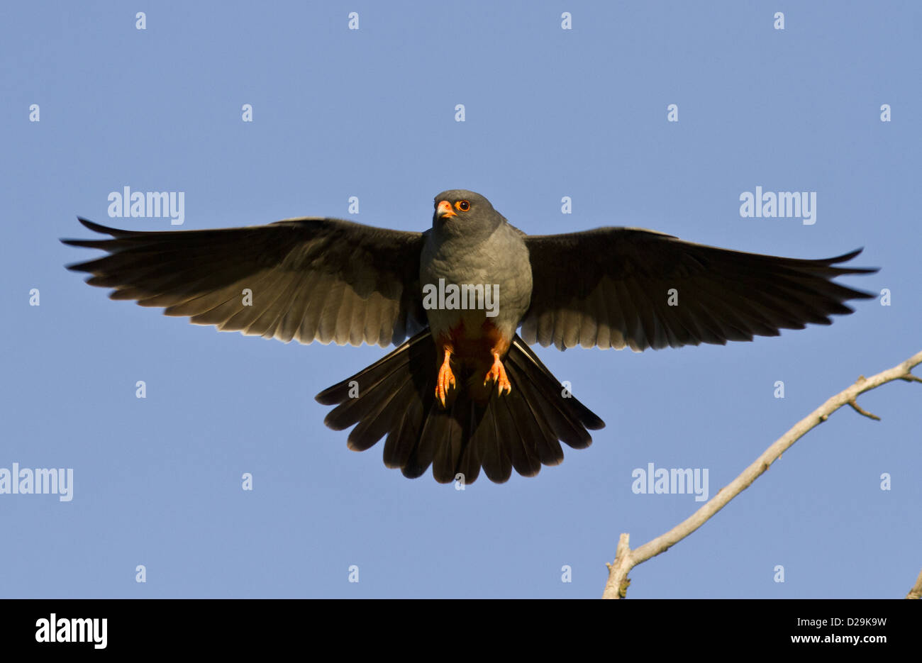 The male Red-footed falcon in flight Stock Photo - Alamy
