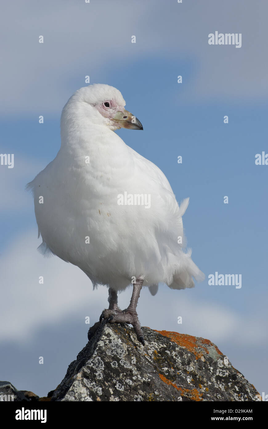 American sheathbill hi-res stock photography and images - Alamy