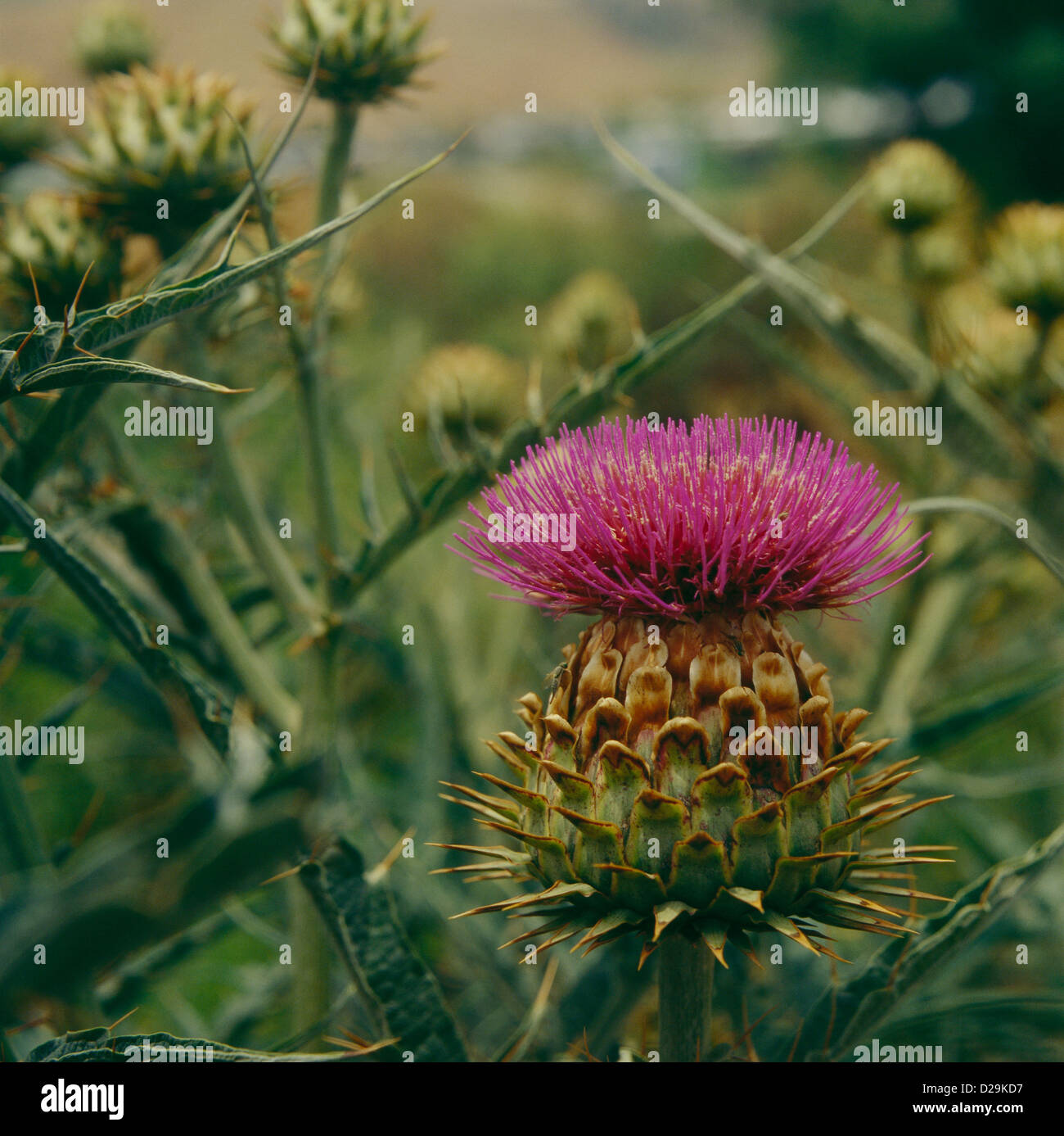 Russian thistle hi-res stock photography and images - Alamy