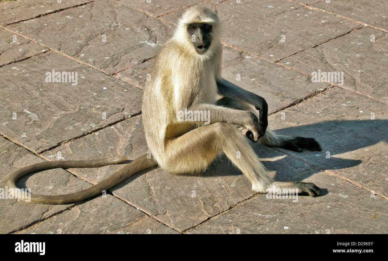 LANGUR [ SEMNOPITHECUS] MONKEY AT AMER FORT JAIPUR INDIA Stock Photo ...