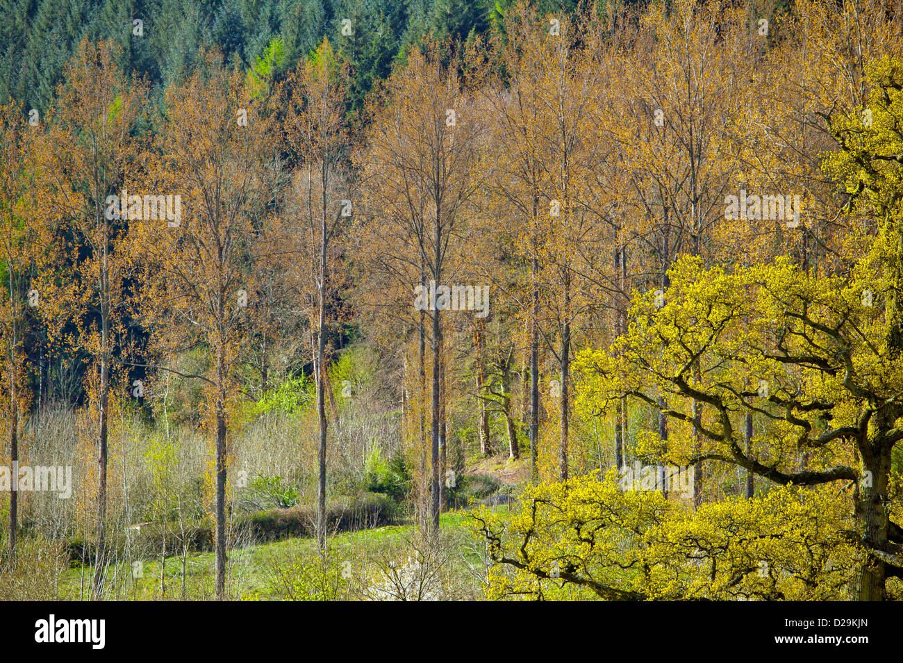 POPLAR [POPULUS] TREES WITH NEW LEAVES IN SPRING Stock Photo - Alamy