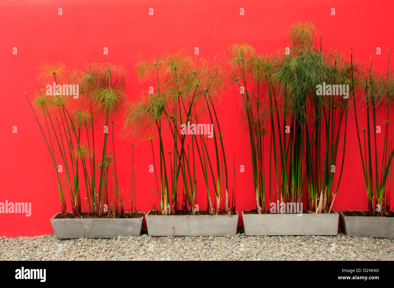 Papyrus Against Red Wall Stock Photo - Alamy