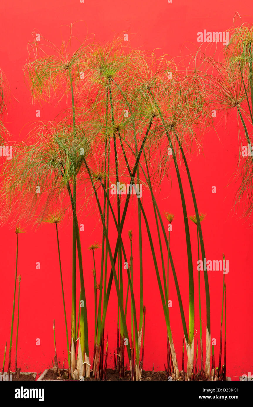 Papyrus flower hi-res stock photography and images - Alamy