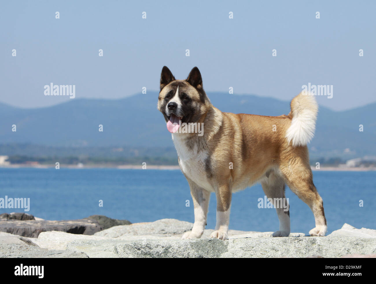 White Rock Akita Inu Closeup Portrait Of Akita Inu Dog On Isolated
