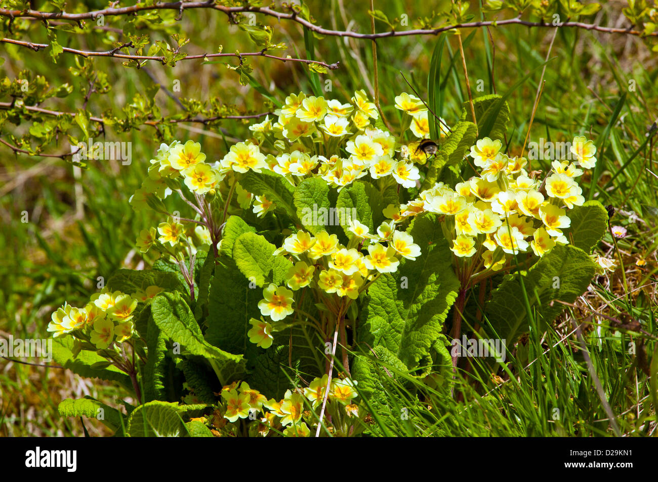 PRIMROSES [PRIMULA VULGARIS] IN SPRING IN A HEDGEROW VISITED BY A ...