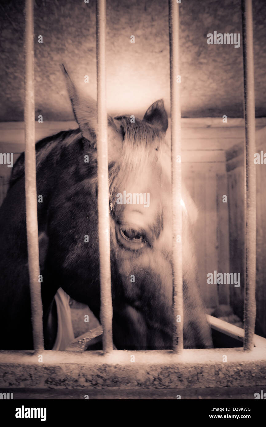 Enclosed animals hi-res stock photography and images - Alamy