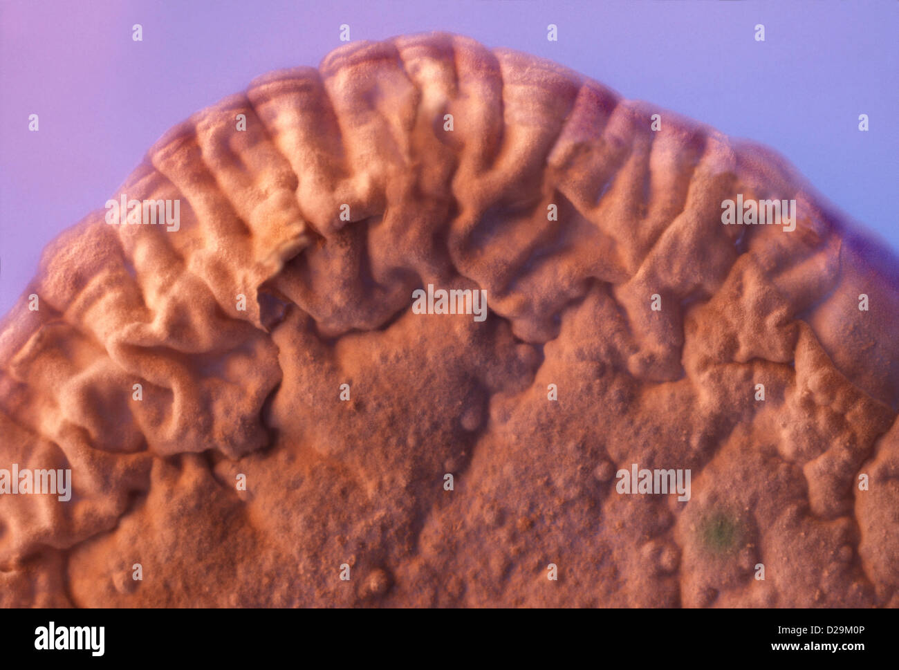 Petrie at hi-res stock photography and images - Alamy