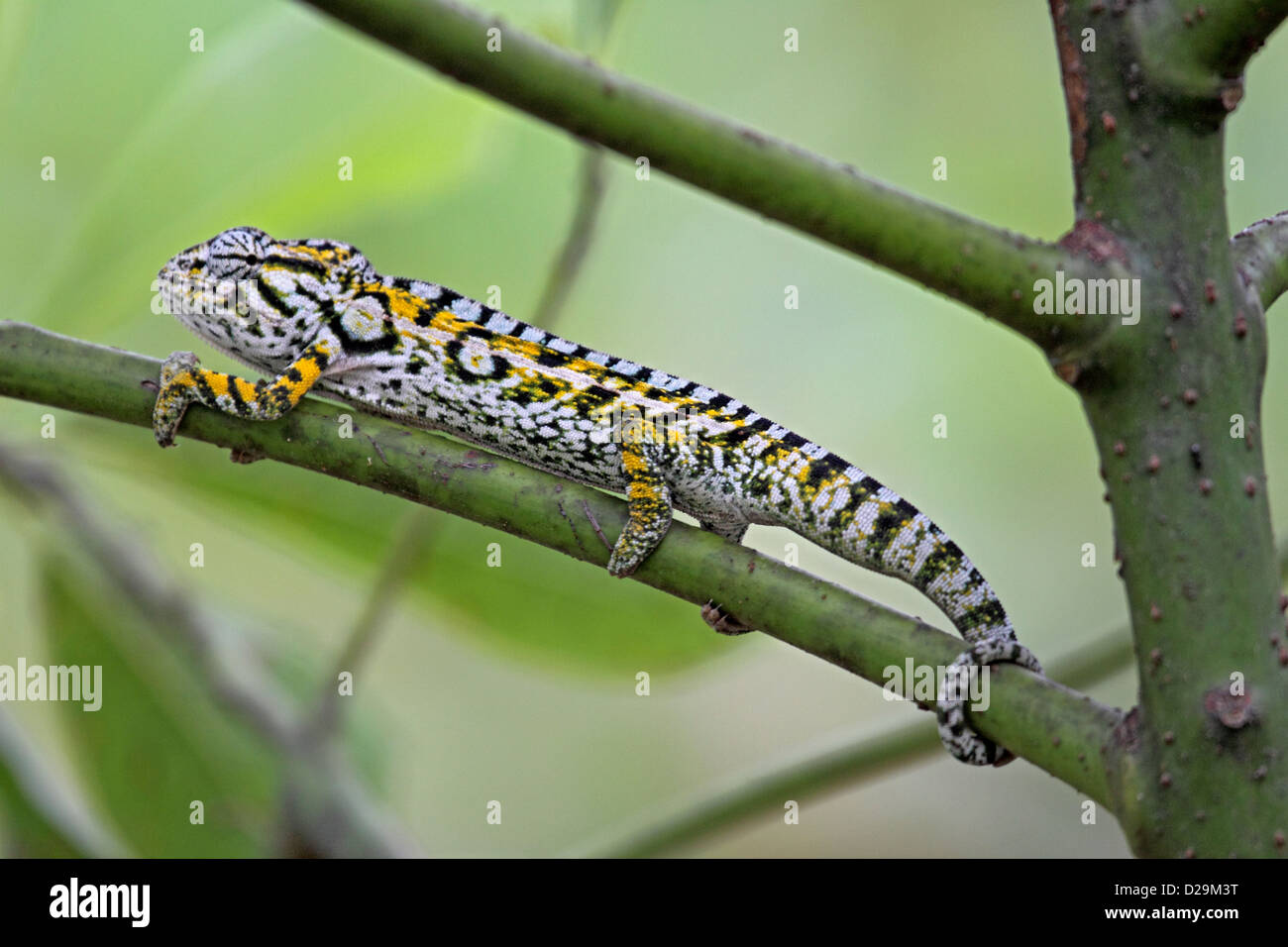 Chameleon in tree hi-res stock photography and images - Alamy