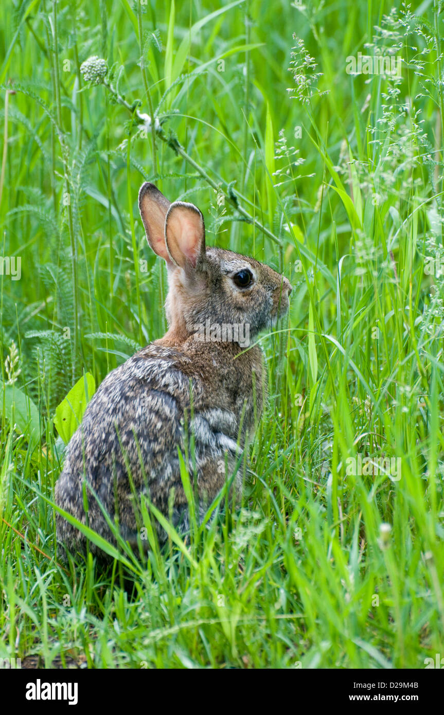 Rabbit hare hi-res stock photography and images - Alamy