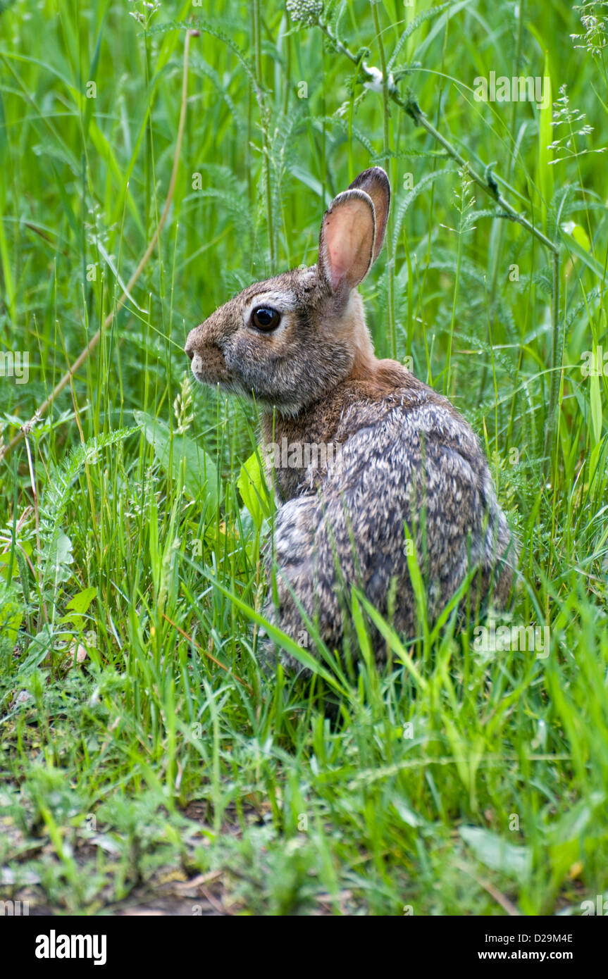 Eastern cottontail bunny hi-res stock photography and images - Alamy