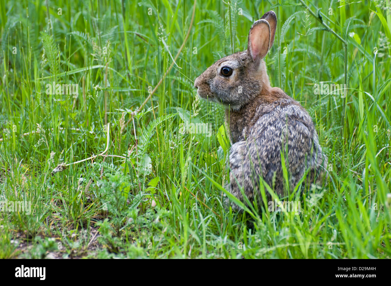 Eastern cottontail bunny hi-res stock photography and images - Alamy