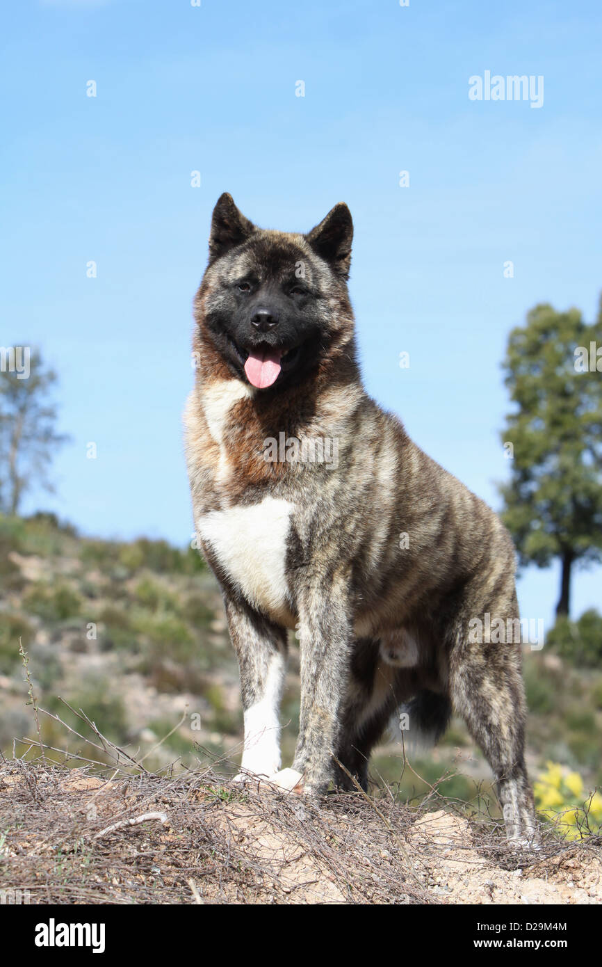 Dog American Akita / Great Japanese Dog adult standing Stock Photo - Alamy