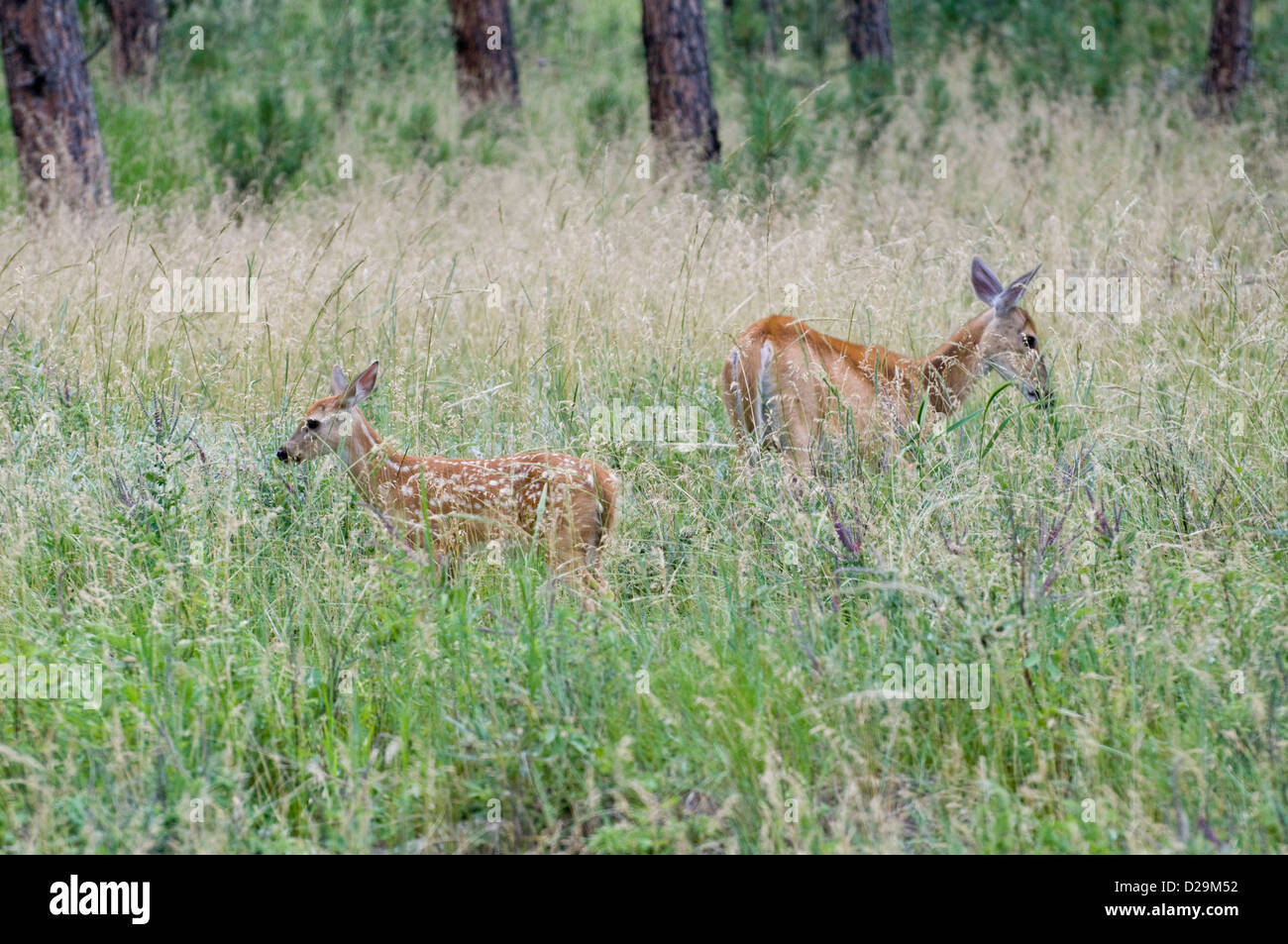 White tailed deer black and white hi-res stock photography and images ...