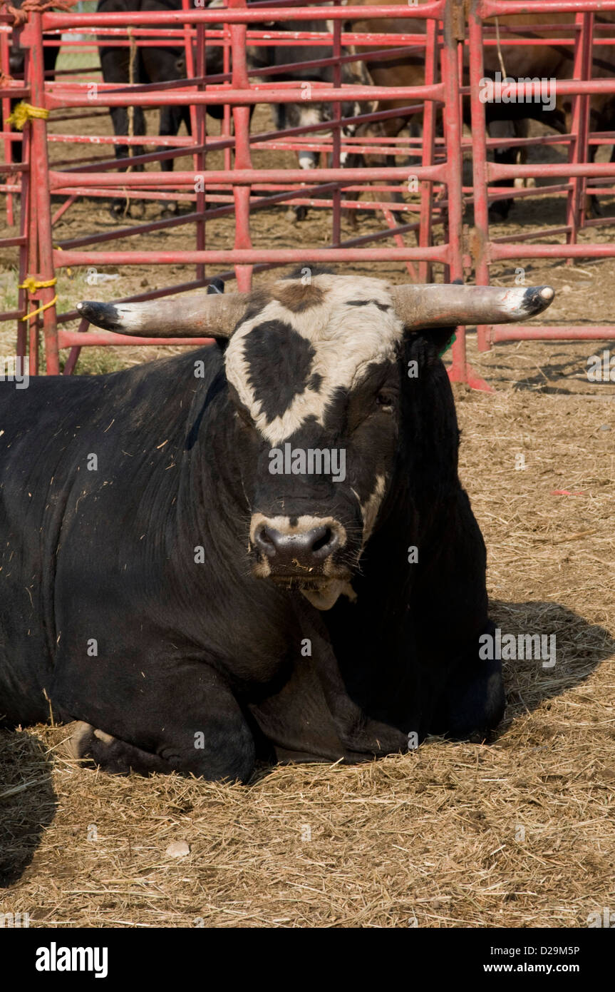 Rodeo animal hi-res stock photography and images - Alamy