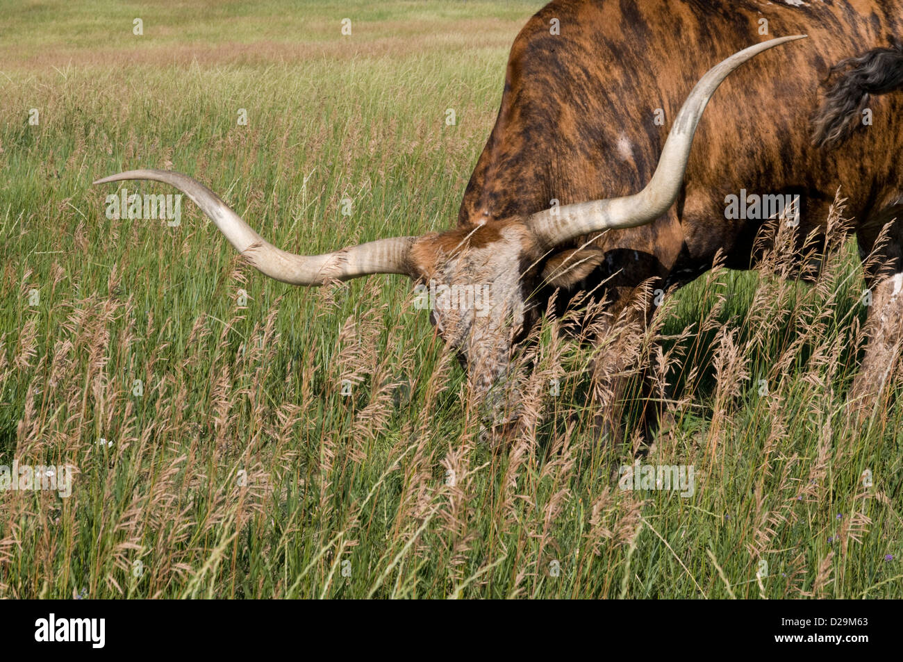 Longhorn state park hi-res stock photography and images - Alamy