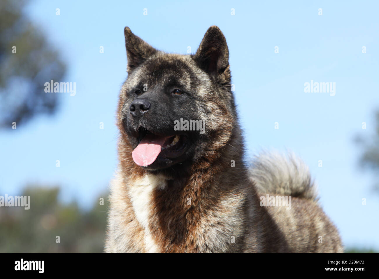 Domestic dog american akita adult hi-res stock photography and images ...
