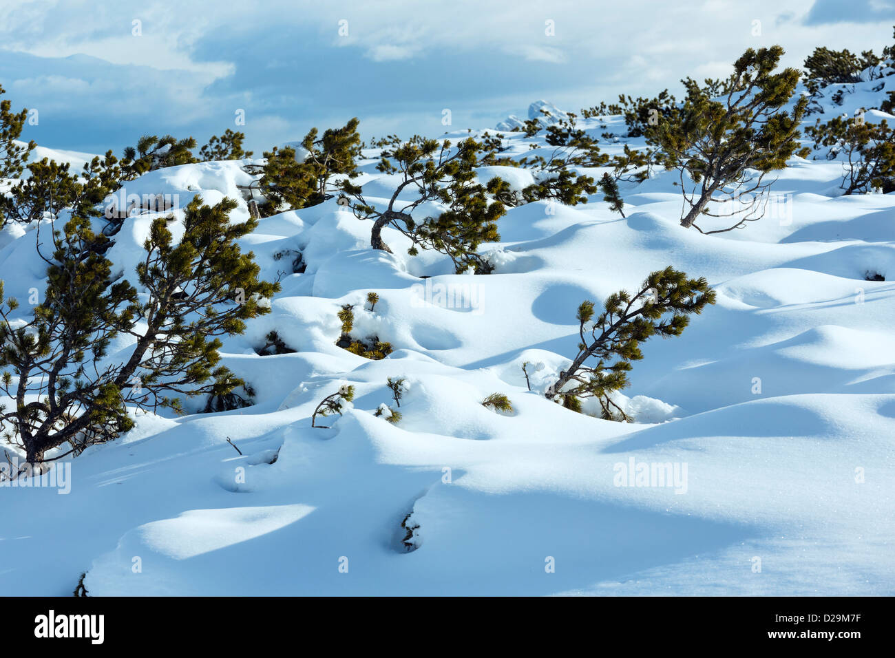 Beautiful winter mountain landscape with pine trees in snowdrift Stock ...
